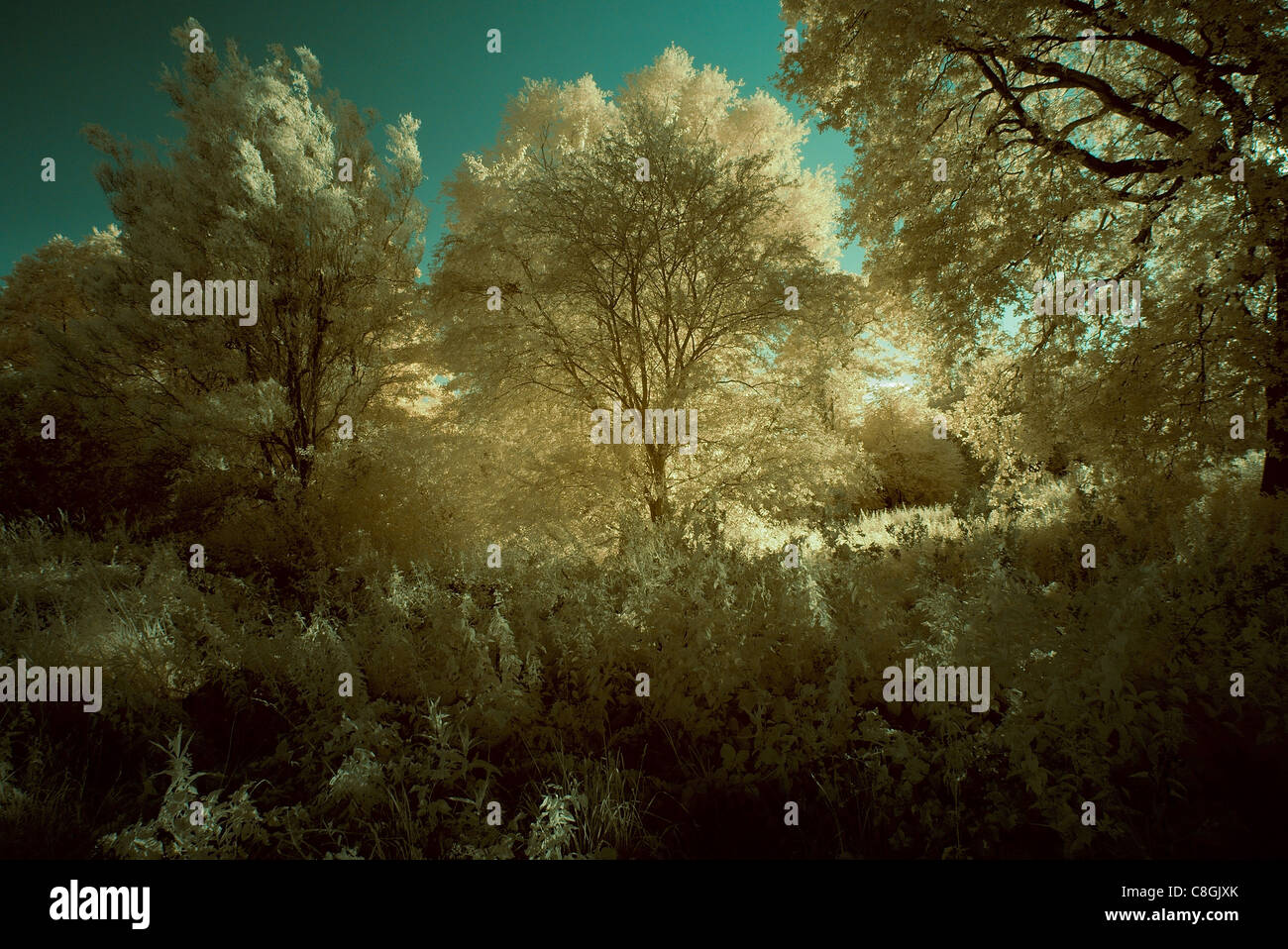 Trees infrared hi-res stock photography and images - Alamy