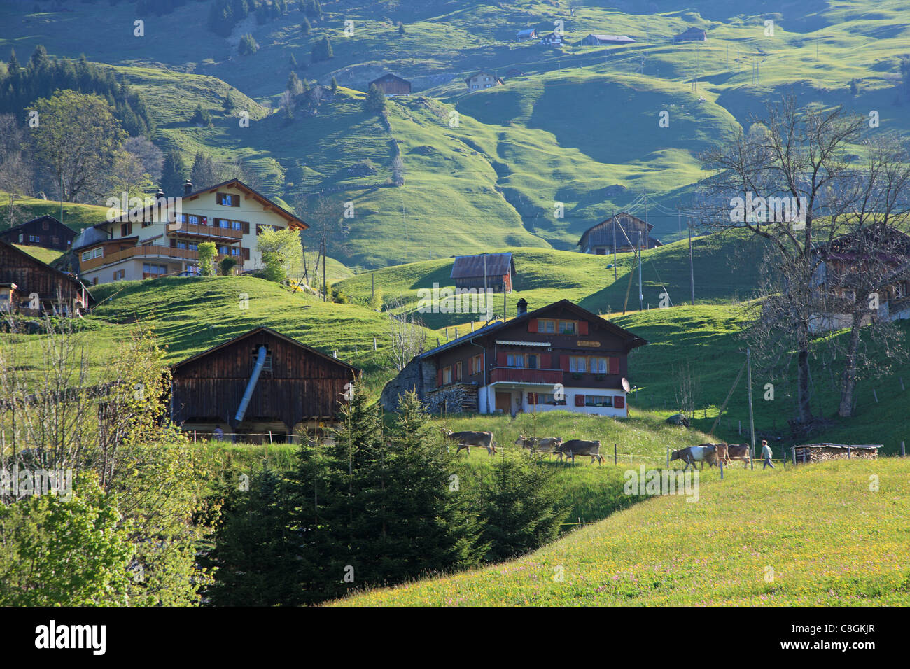 Travel, Agriculture, Europe, Switzerland, Uri, Swiss Alps, Mountain ...