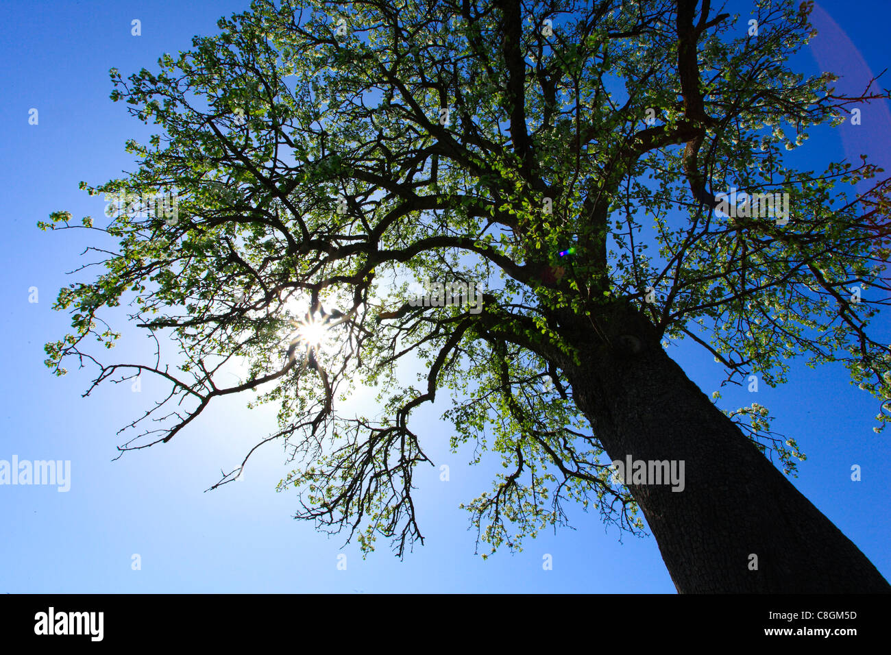 Agrarian, apple, apple tree, apple tree blossom, flourish, tree ...