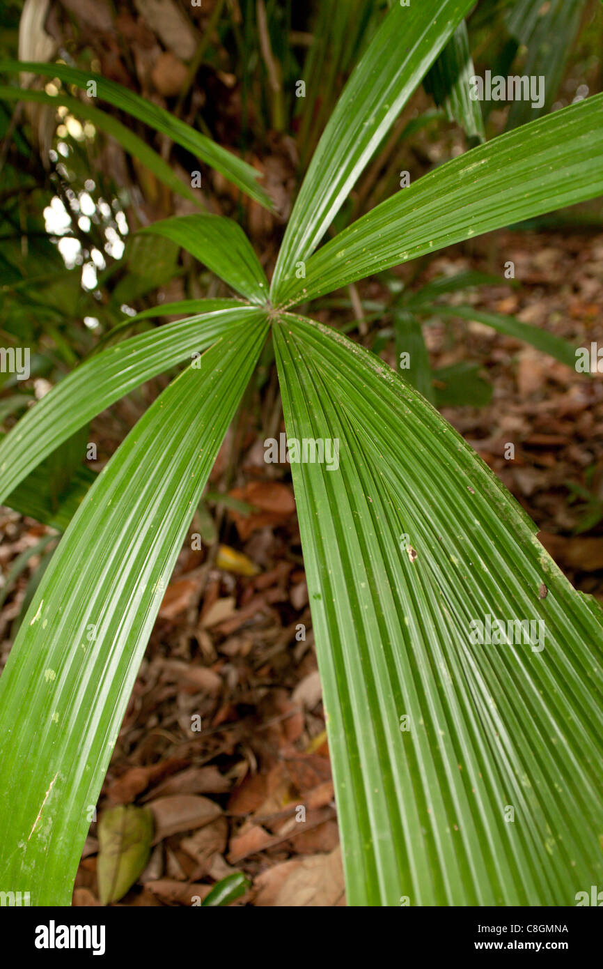 Fan palm Licuala spinosa, Sabah, Borneo, Malaysia Stock Photo - Alamy