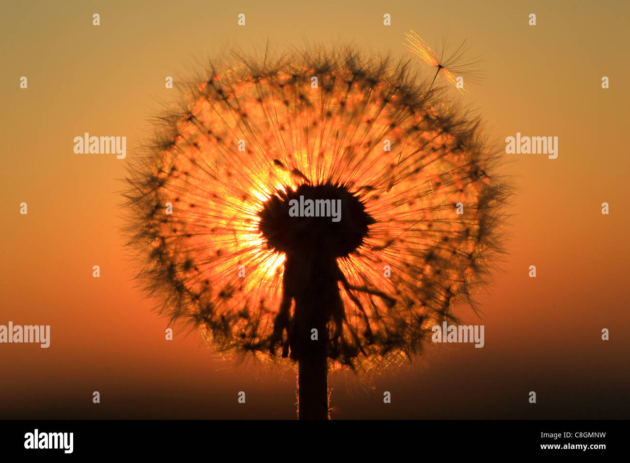 Flower, detail, flora, flight, reproduction, back light, sky, ease ...