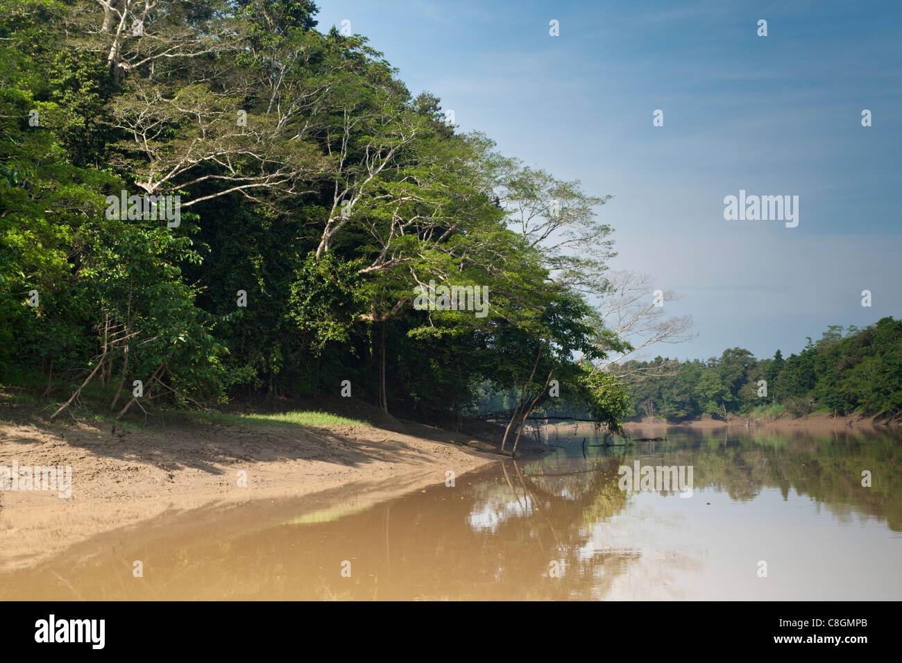 Forest lining the Kinabatangan river, Sabah, Borneo, Malaysia Stock ...