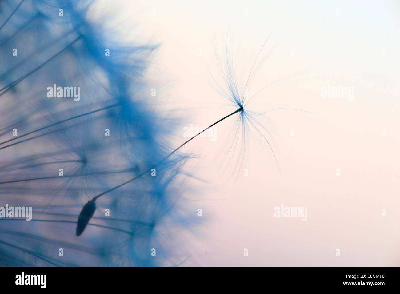 Flower, detail, flora, flight, reproduction, back light, sky, ease ...