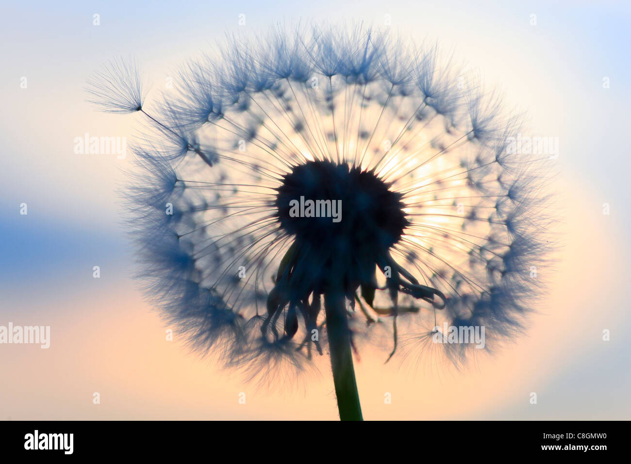 Flower, detail, flora, flight, reproduction, back light, sky, ease ...
