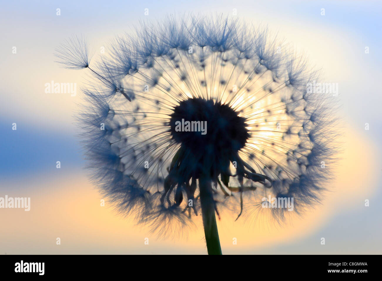 Flower, detail, flora, flight, reproduction, back light, sky, ease ...