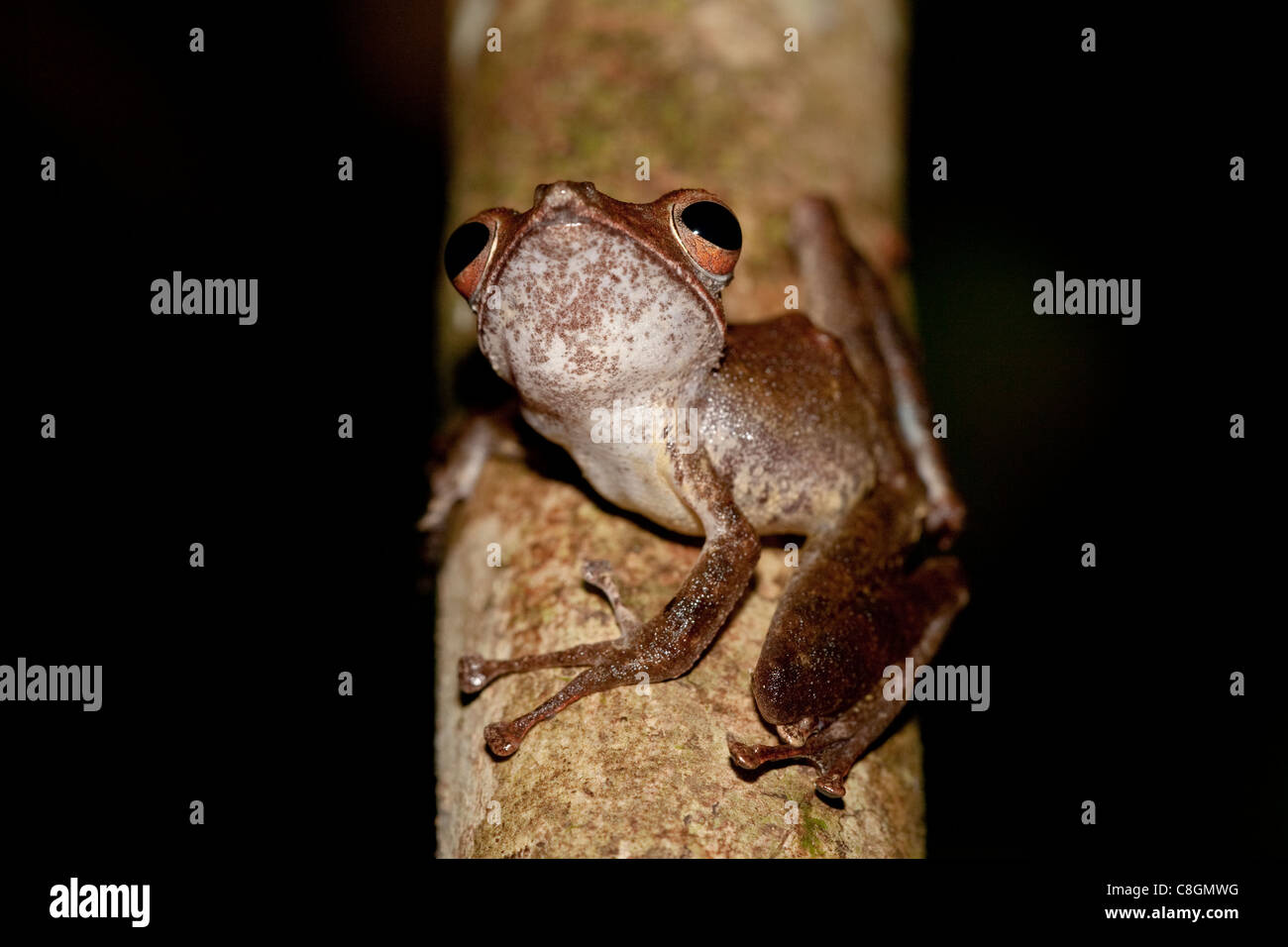 Collett's tree frog Polypedates colletti, Kinabatangan, Sabah, Borneo ...