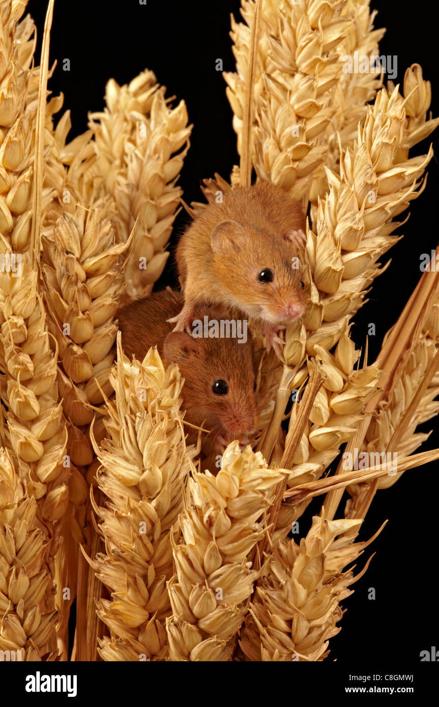 Pair of harvest mice on wheat Micromys minutus Stock Photo - Alamy