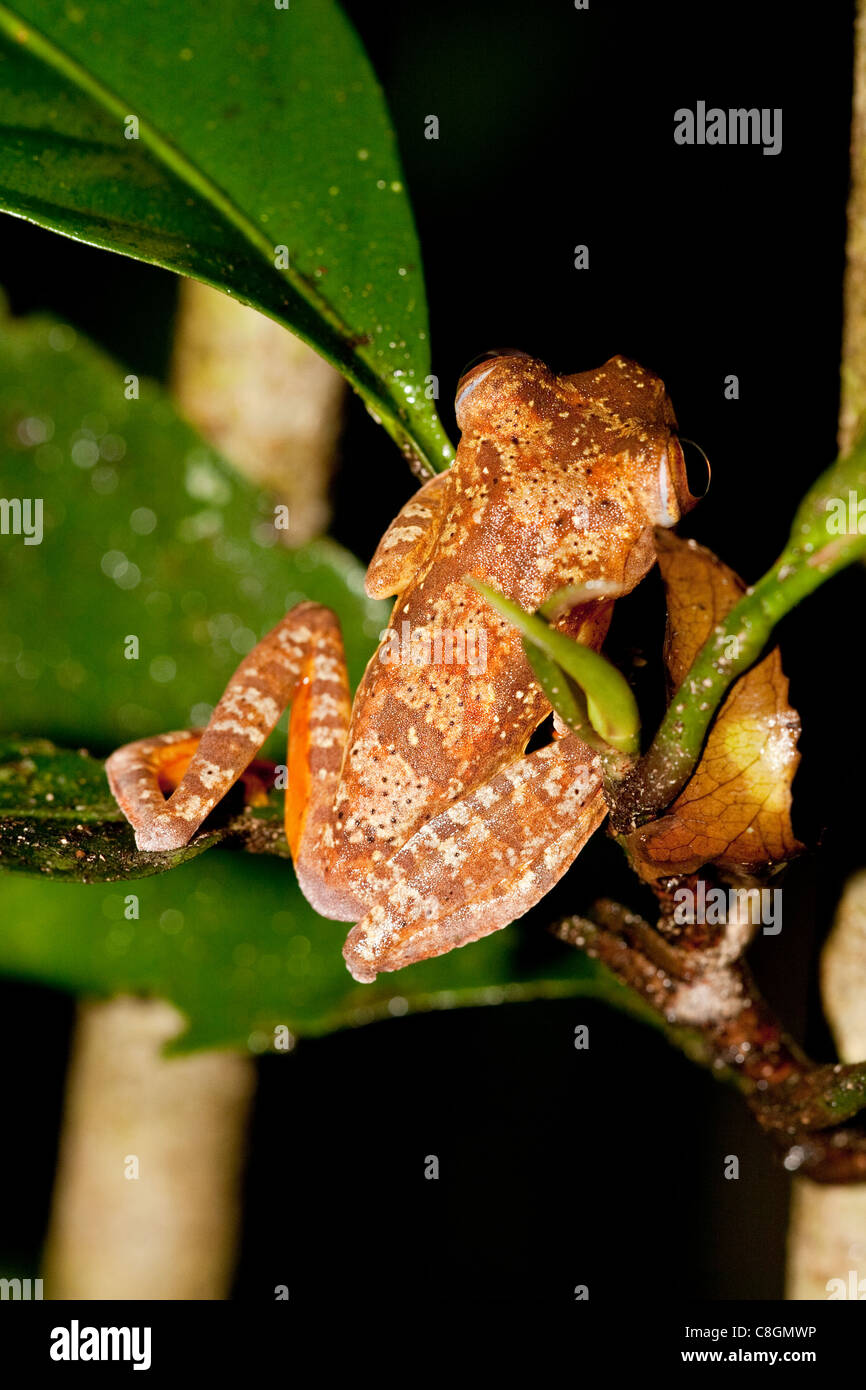 Harlequin tree frog Rhacophorus pardalis, Kinabatangan, Sabah, Borneo ...