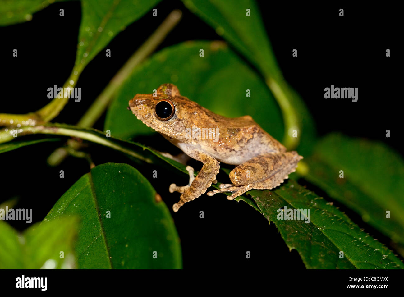 Frilled tree frog Rhacophorus appendiculatus, Kinabatangan, Sabah ...