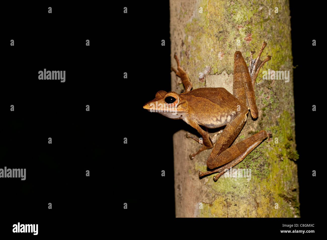 Frog amphibian sabah hi-res stock photography and images - Alamy