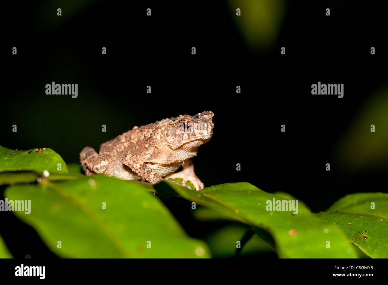 Crested toad Ingerophrynus divergens, Kinabatangan, Sabah, Borneo ...