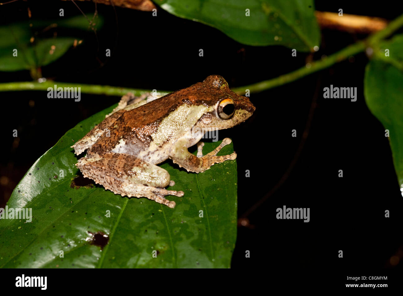 Frilled tree frog rhacophorus appendiculatus hi-res stock photography ...