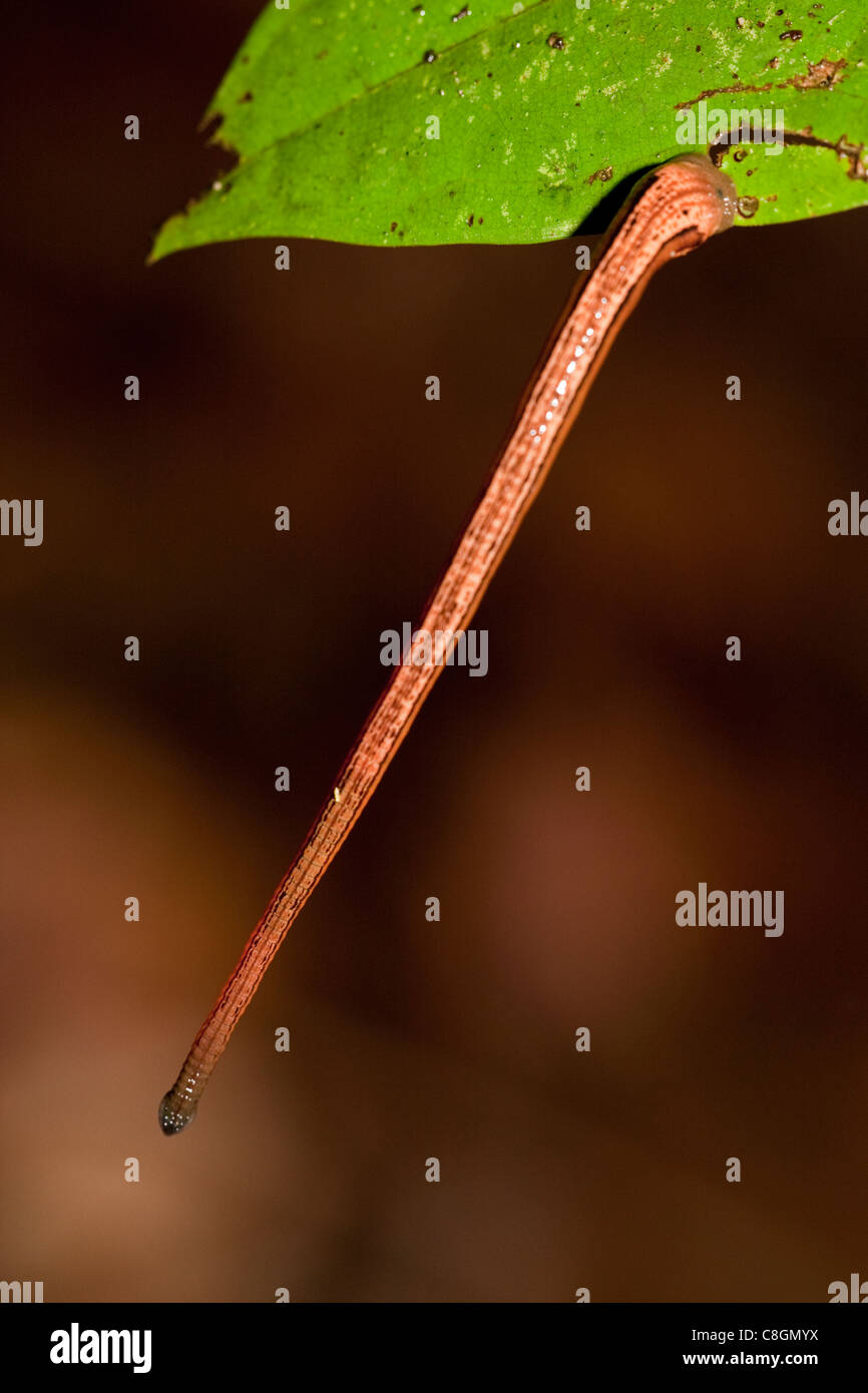 Tiger leech Haemadipsa picta Kinabatangan, Sabah, Borneo Stock Photo ...