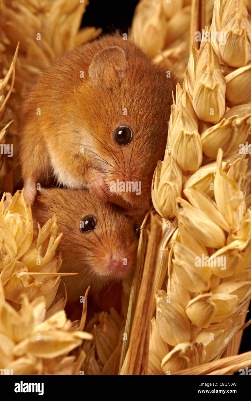 Harvest mice micromys minutus pair hi-res stock photography and images ...