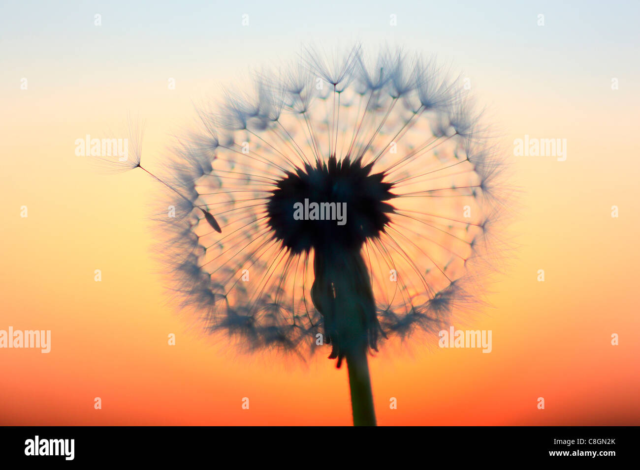 Twilight flower hi-res stock photography and images - Alamy