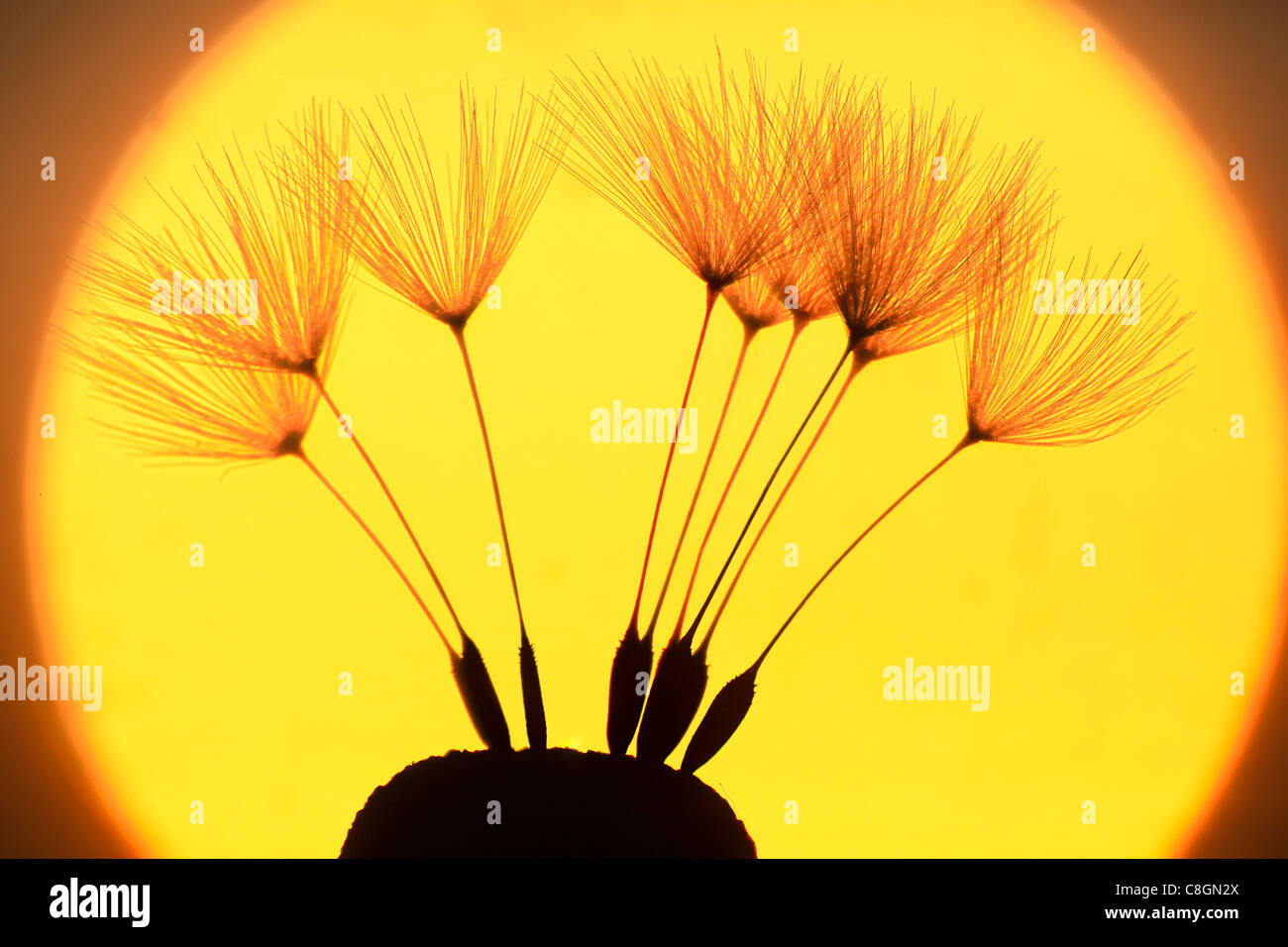 Flower, detail, flora, flight, reproduction, back light, sky, ease ...