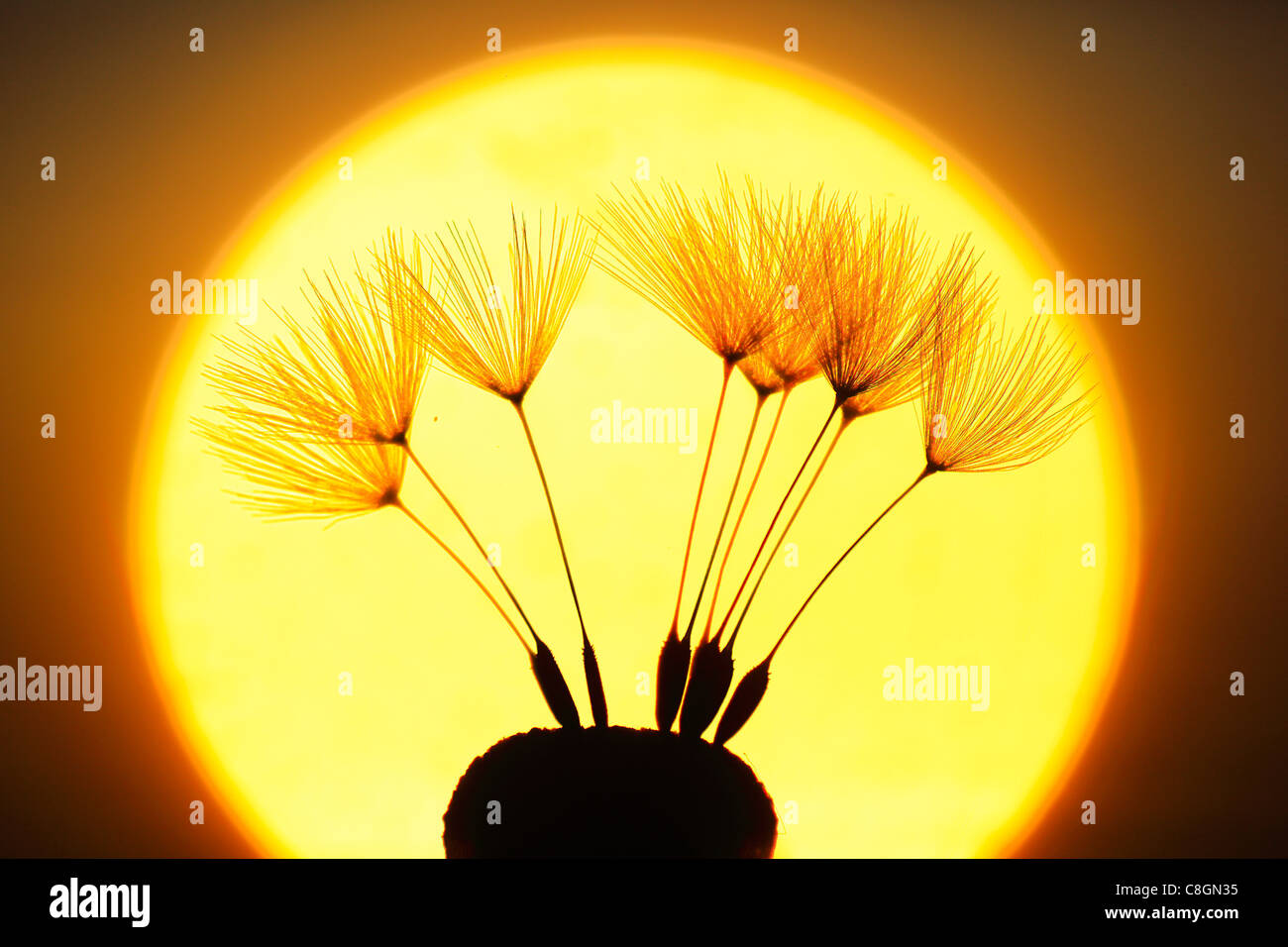 Flower, detail, flora, flight, reproduction, back light, sky, ease ...