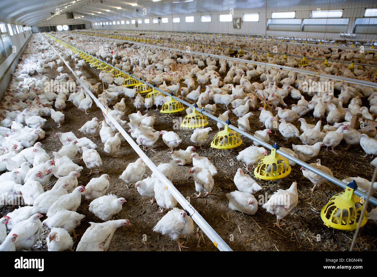 Chicken farm animals hi-res stock photography and images - Alamy