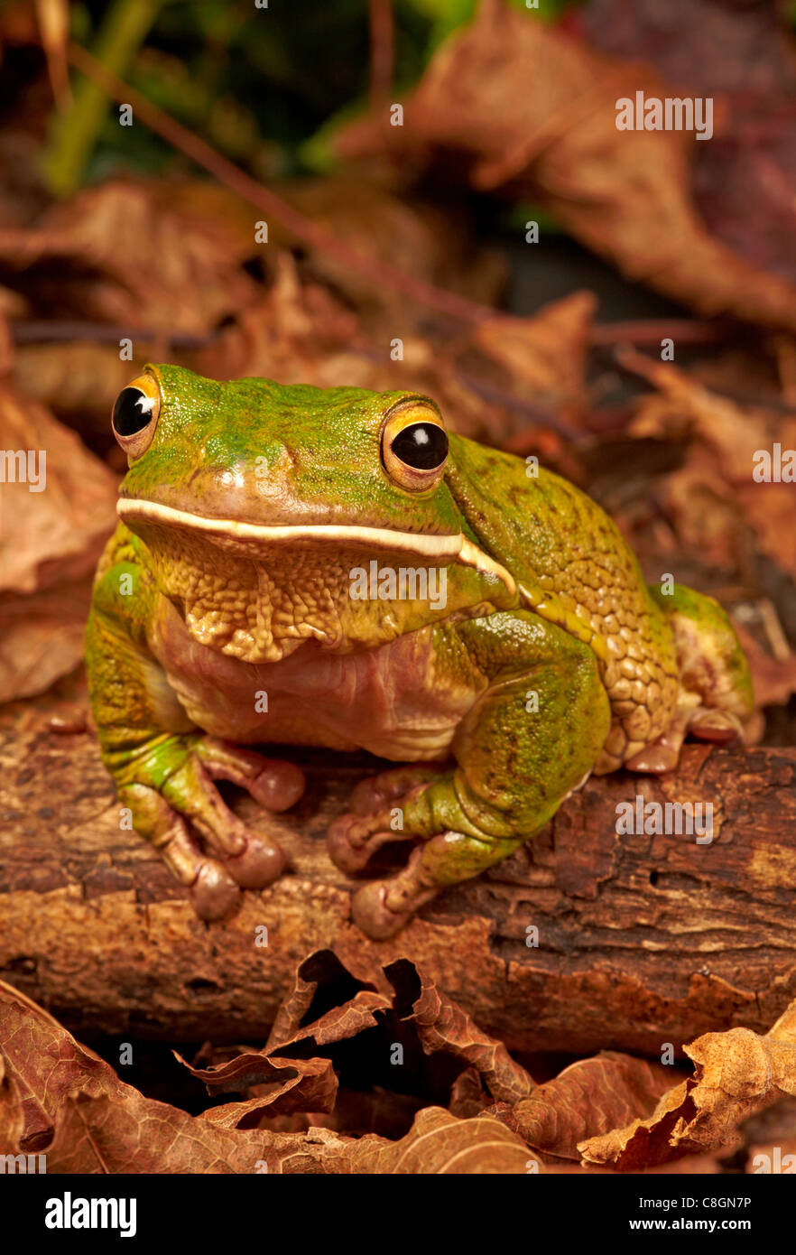 Giant tree frog hi-res stock photography and images - Alamy