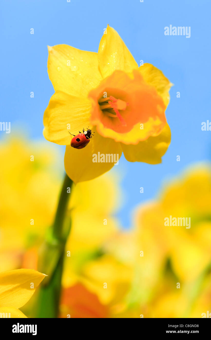 2, Adalia bipunctata, flower, flowers, splendour, blossom, flourish ...