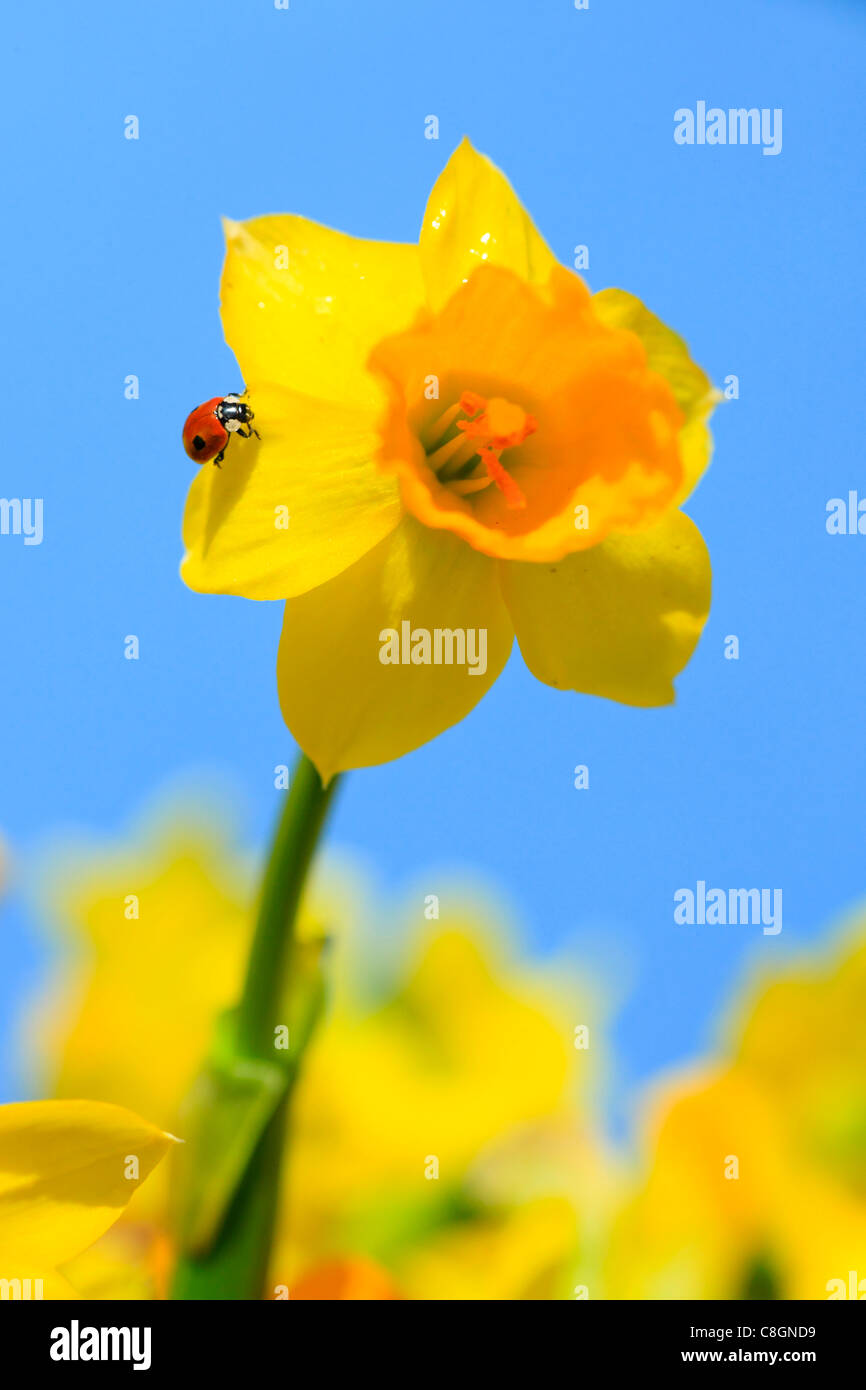 2, Adalia bipunctata, flower, flowers, splendour, blossom, flourish ...