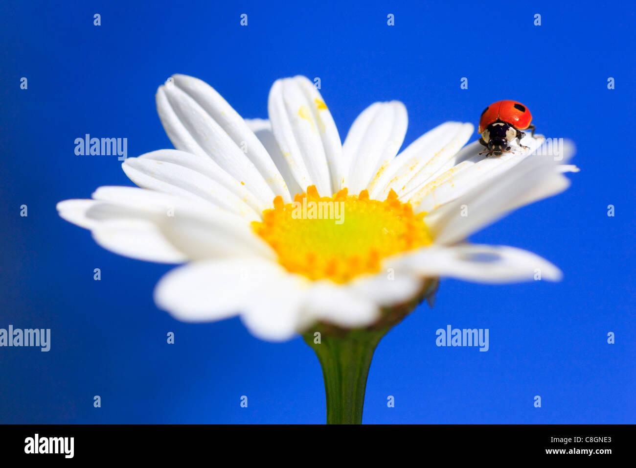 Splendour beetle hi-res stock photography and images - Alamy