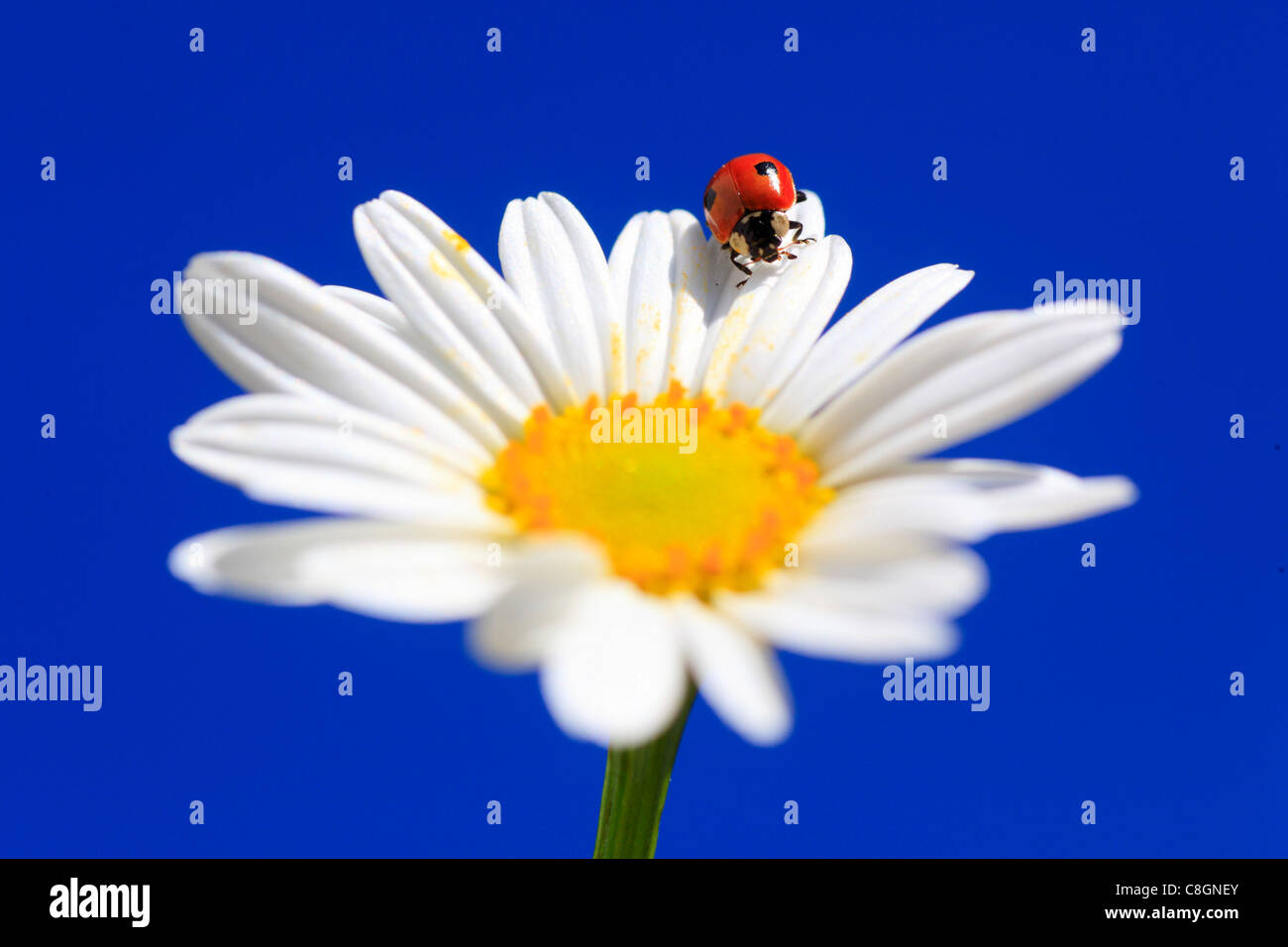 Splendour beetle hi-res stock photography and images - Alamy