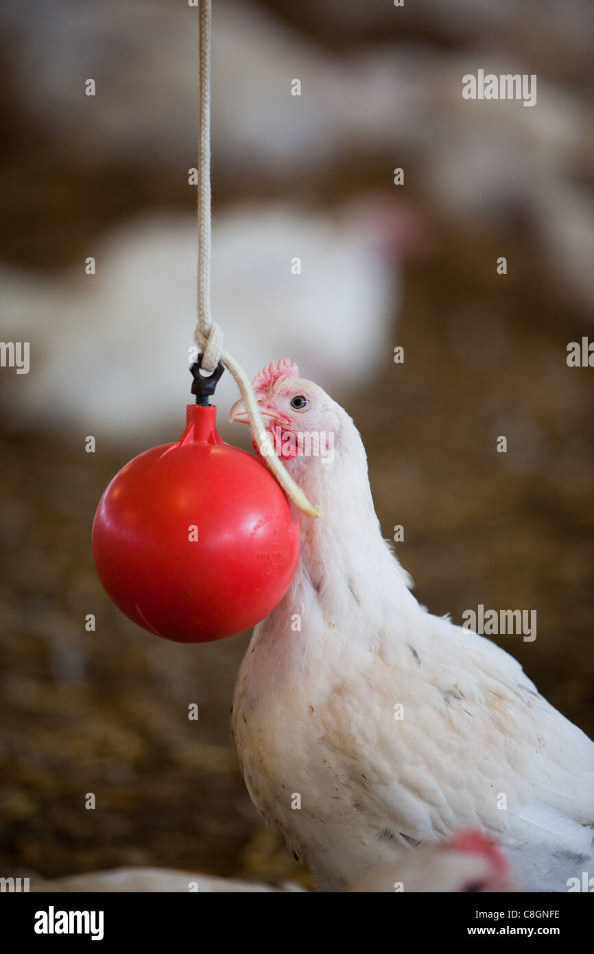 Chicken interacting with red ball in a barn on a Freedom Food certified ...
