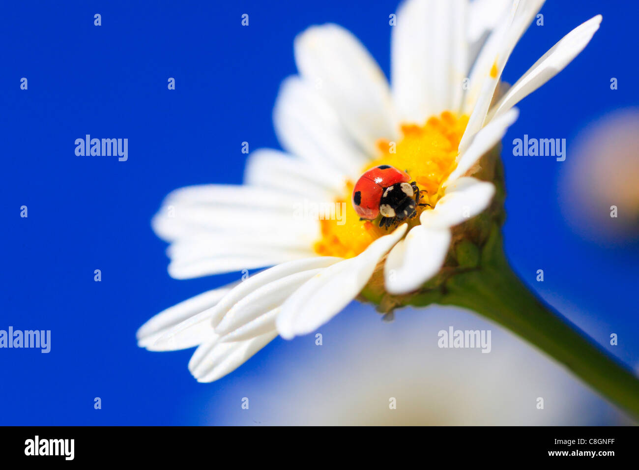2, Adalia bipunctata, blossom, flower, flowers, splendour, flower ...