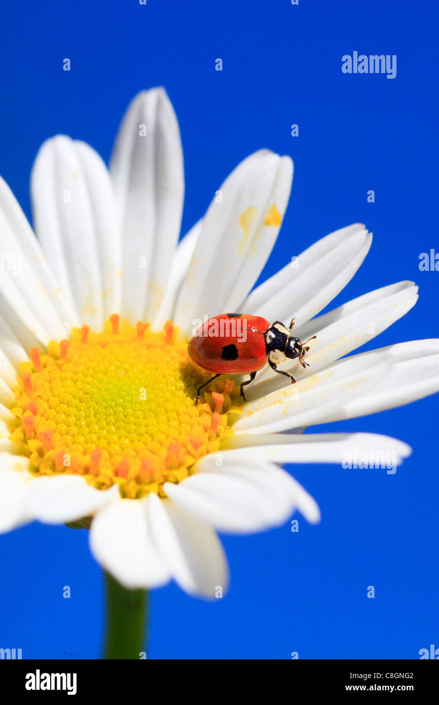 Splendour beetle hi-res stock photography and images - Alamy