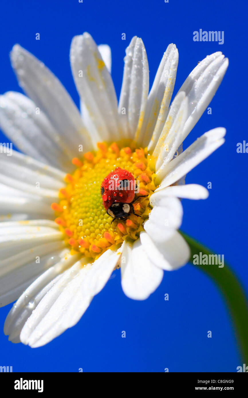 2, Adalia bipunctata, blossom, flower, flowers, splendour, flower ...