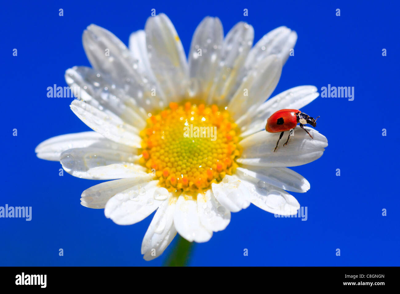Splendour beetle hi-res stock photography and images - Alamy