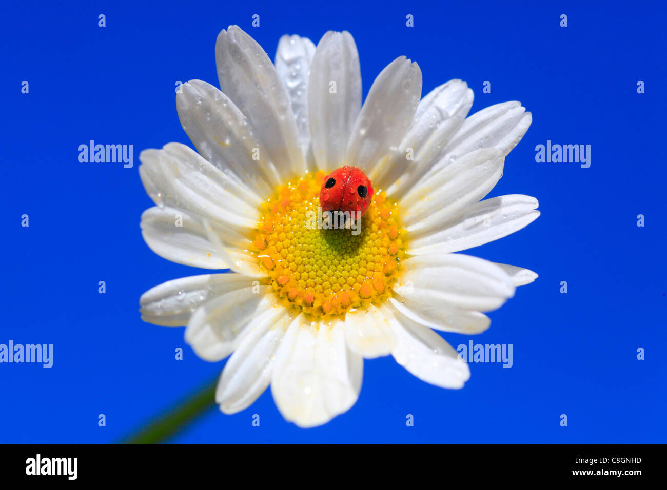 2, Adalia bipunctata, blossom, flower, flowers, splendour, flower ...