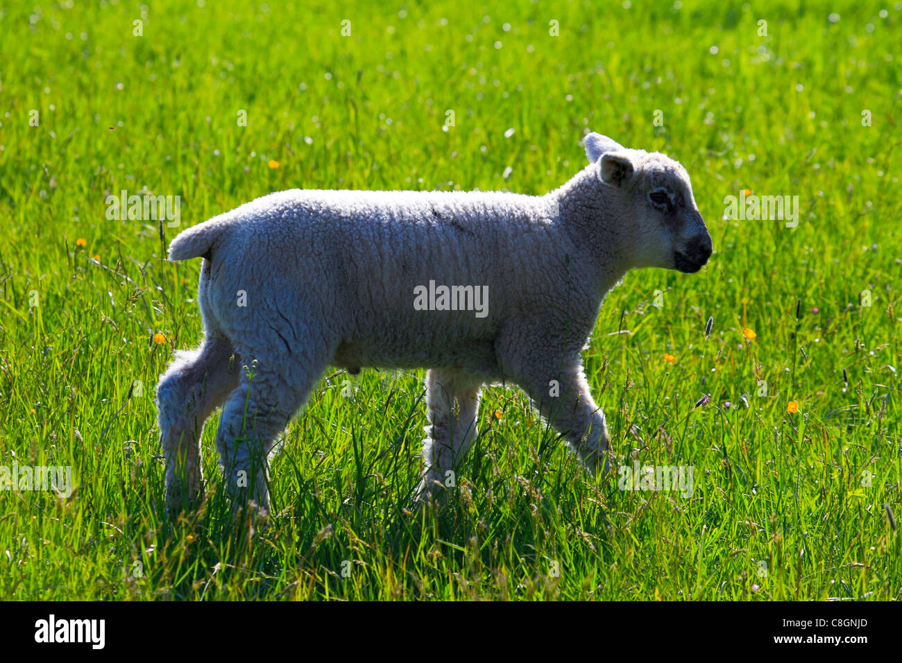 Agrarian, farm company, farm, food, eating, field, fur, meat, flora ...