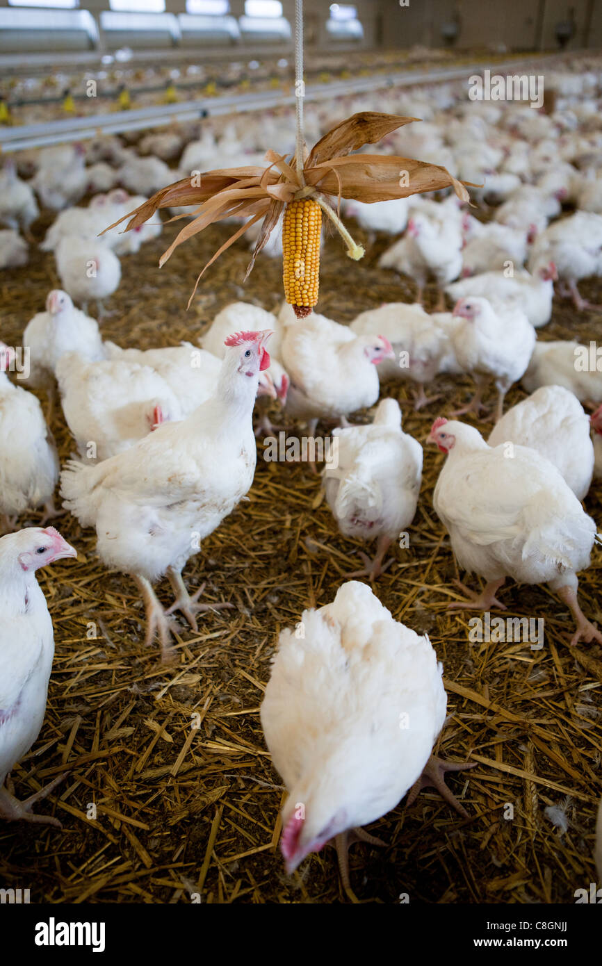 Chicken playing High Resolution Stock Photography and Images - Alamy