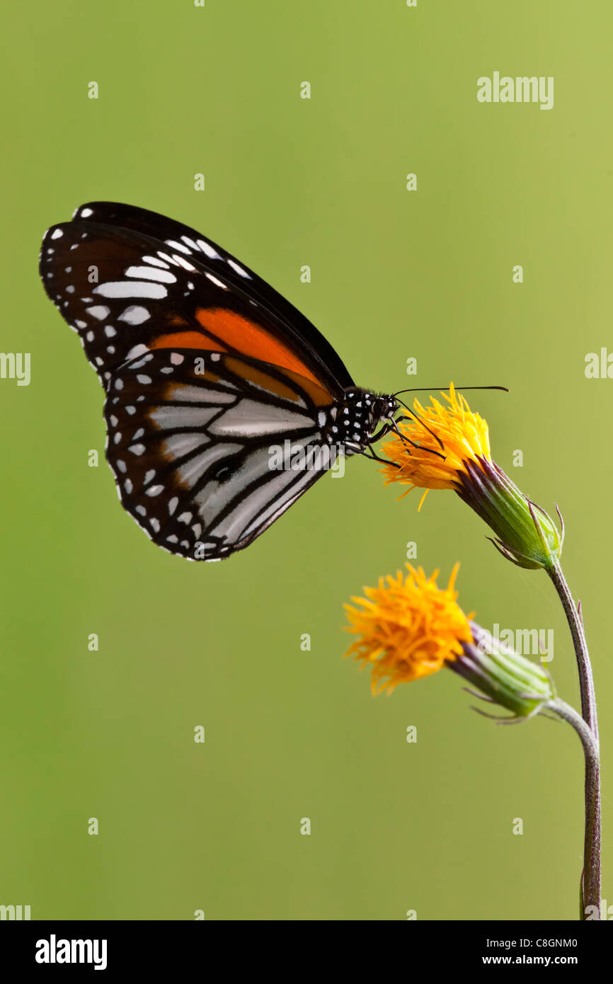 Butterfly over flower hi-res stock photography and images - Alamy