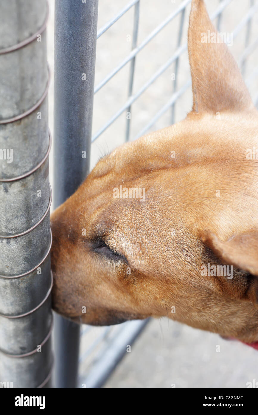 Curious English Bull Terrier Stock Photo - Alamy