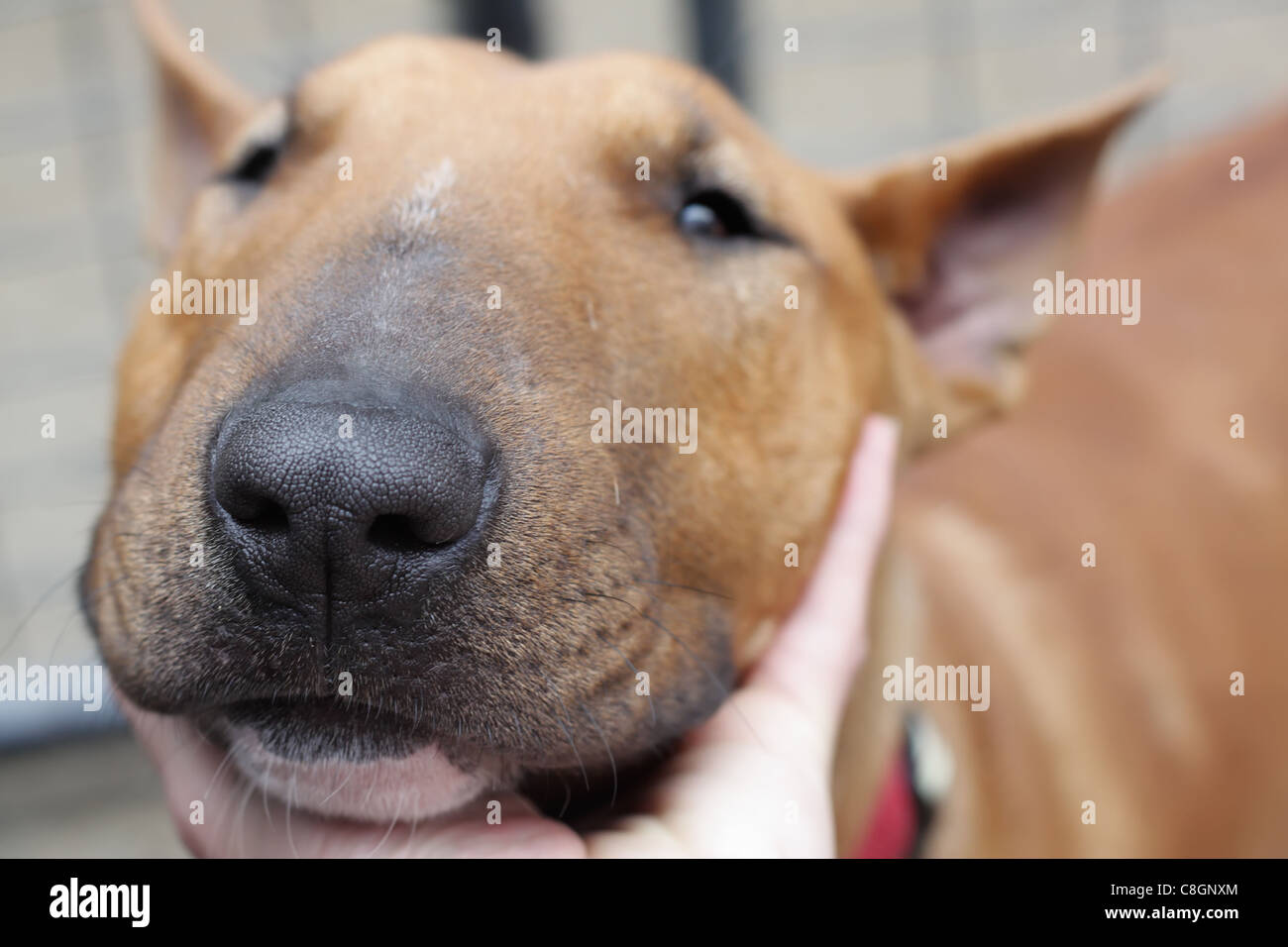 Face of English Bull Terrier Stock Photo - Alamy