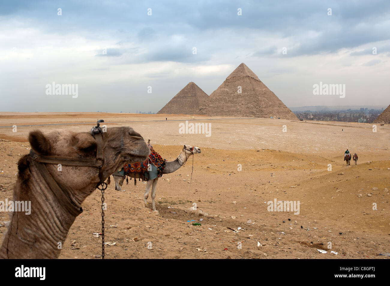 The pyramid of khufu with camels hi-res stock photography and images - Alamy