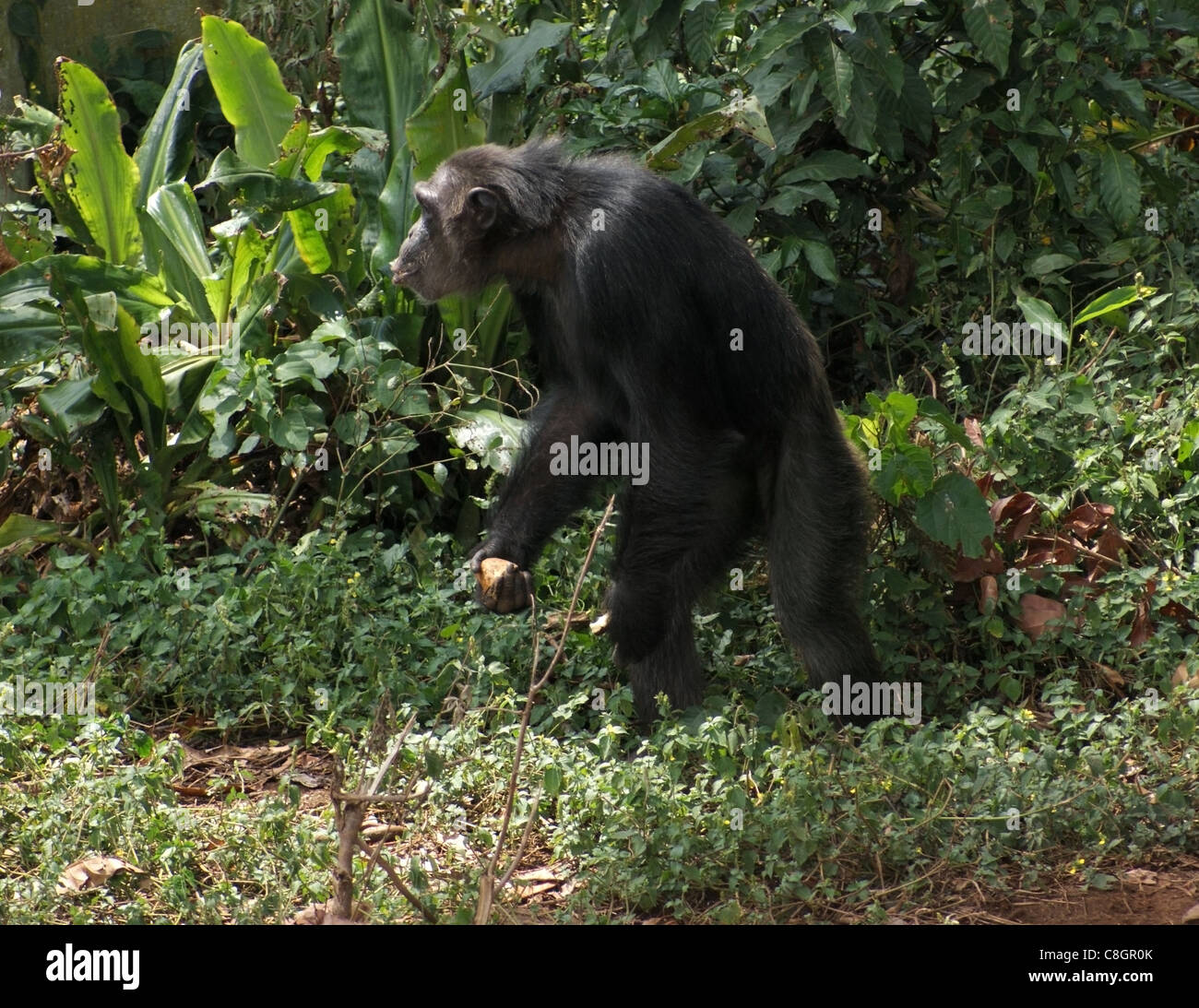 Chimpanzee standing hi-res stock photography and images - Alamy