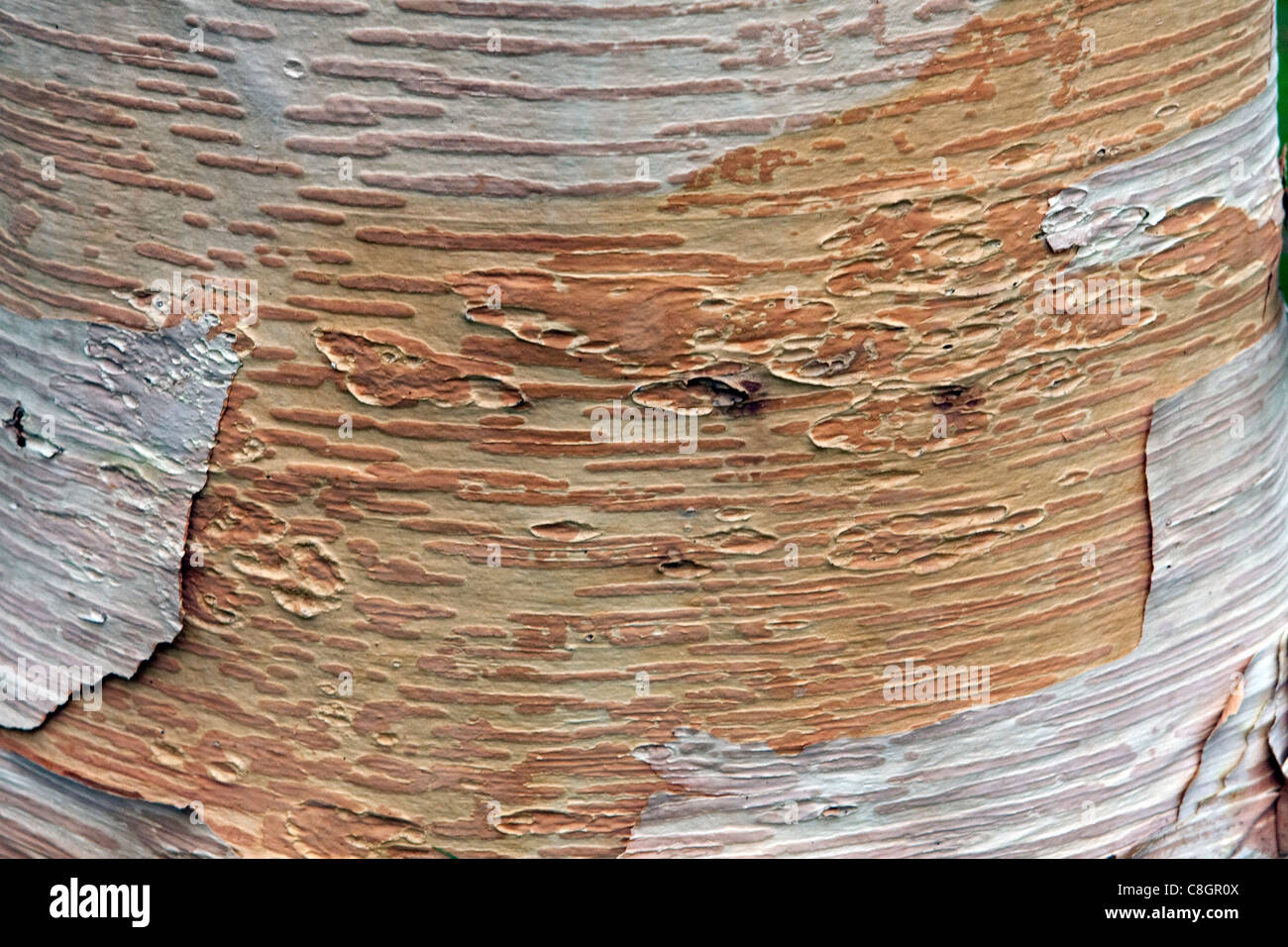Betula tree bark Stock Photo - Alamy