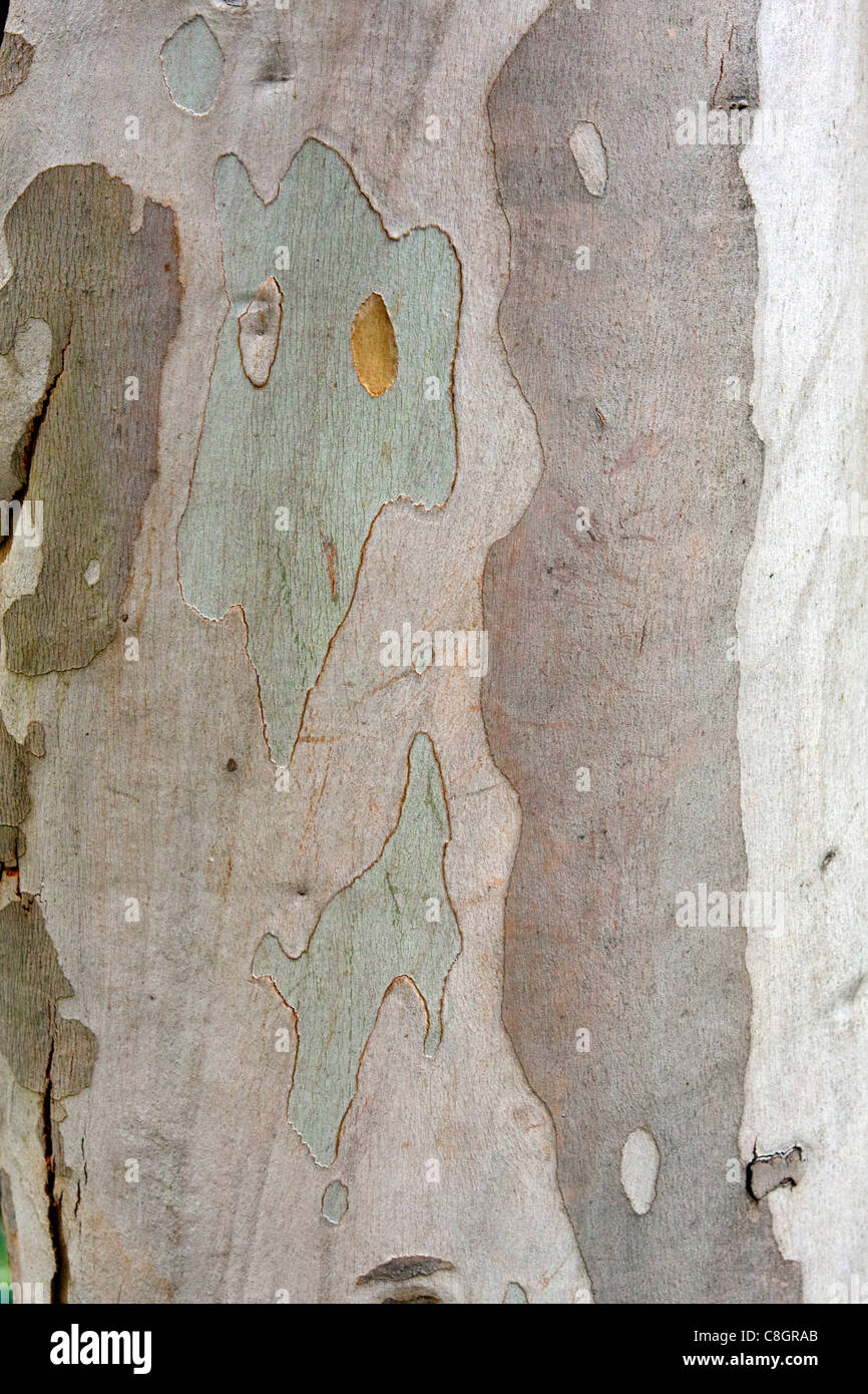 Eucalyptus bark pattern hi-res stock photography and images - Alamy