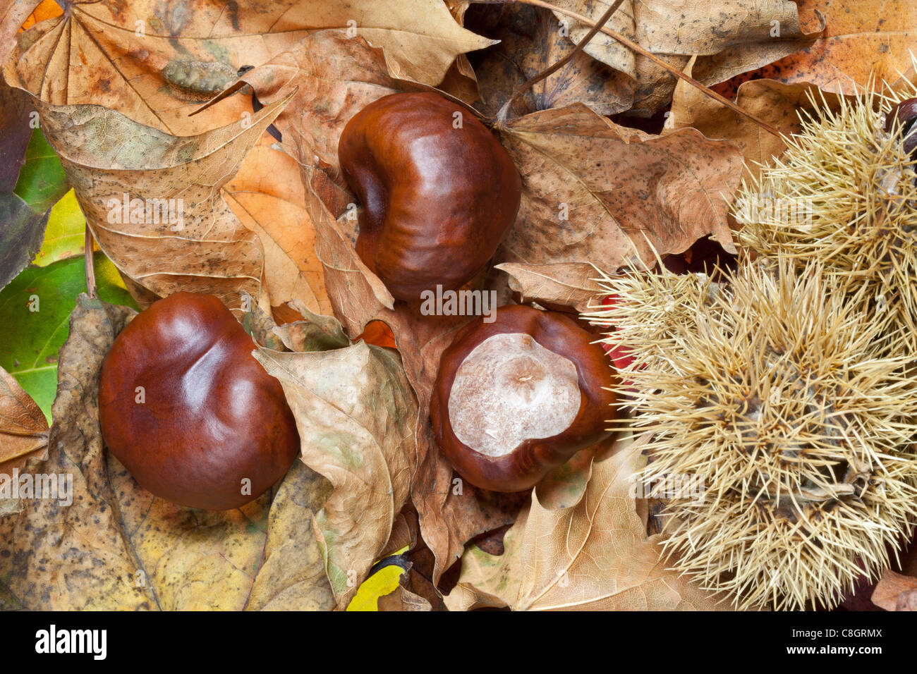 Conkers close up macro hi-res stock photography and images - Alamy