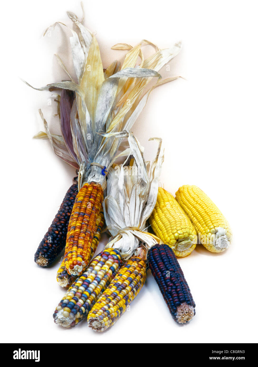 Corn Varieties Indian Corn & Sweet Corn Stock Photo - Alamy