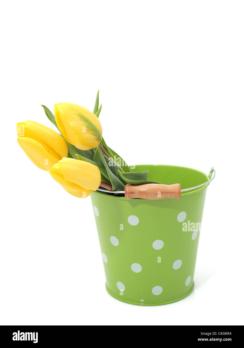 Tulips in the bucket Stock Photo - Alamy