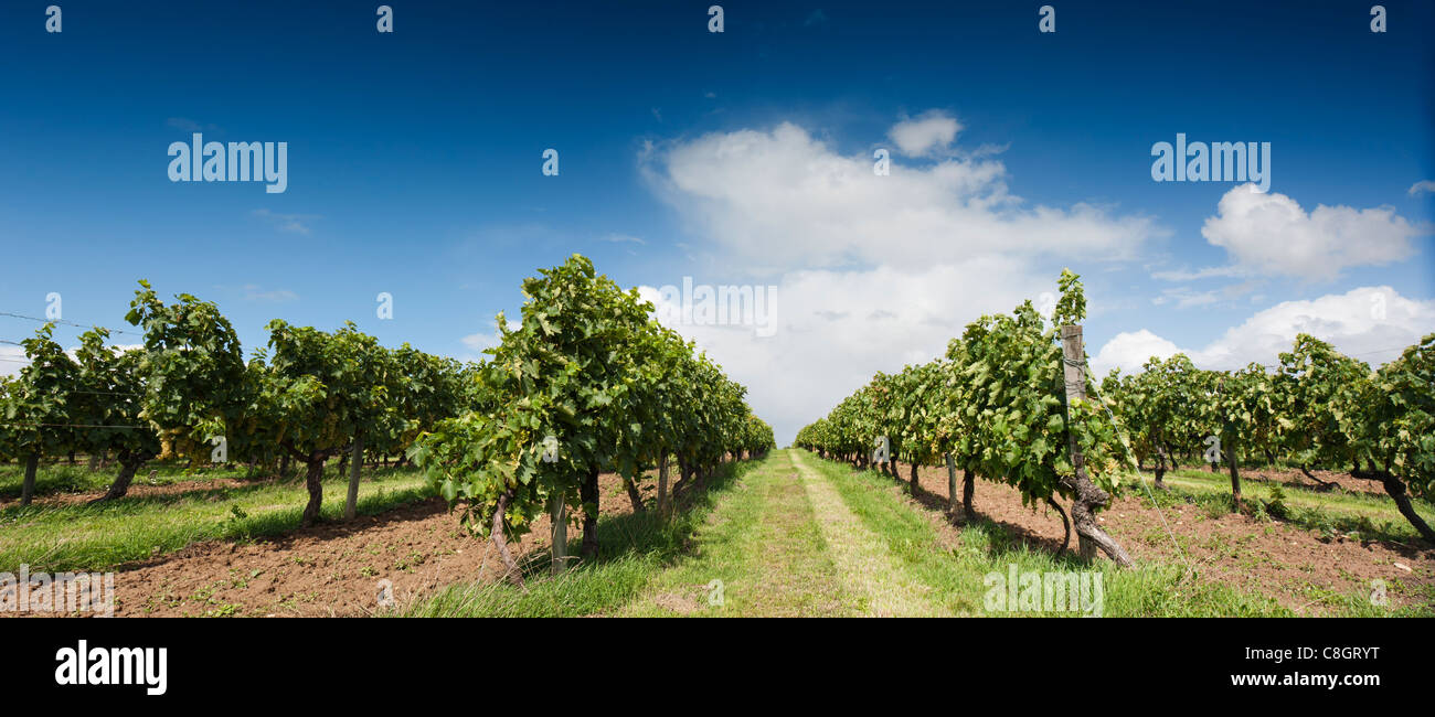 Cognac vineyard in the Grande Champagne area, Saint Brice, Charente ...