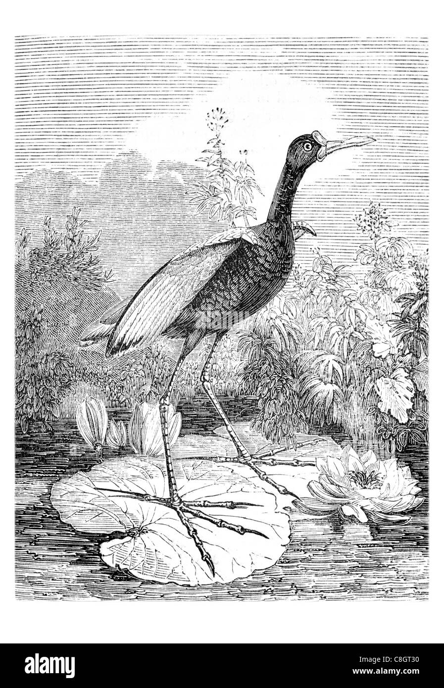 Jacana floating leaves water lily jaçanas Jesus birds lily trotters ...