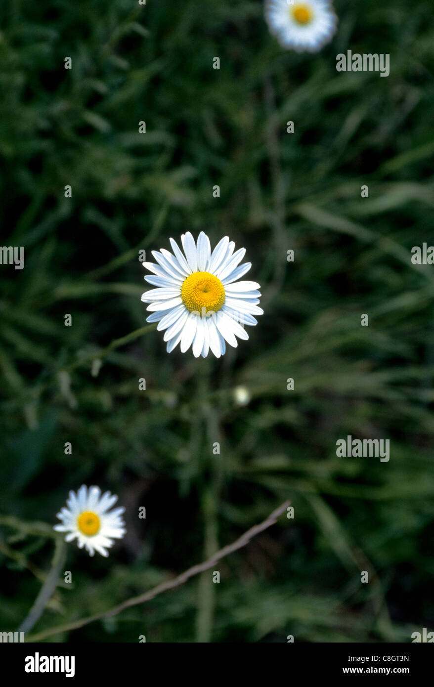 Chile. Perfect daisy Stock Photo - Alamy