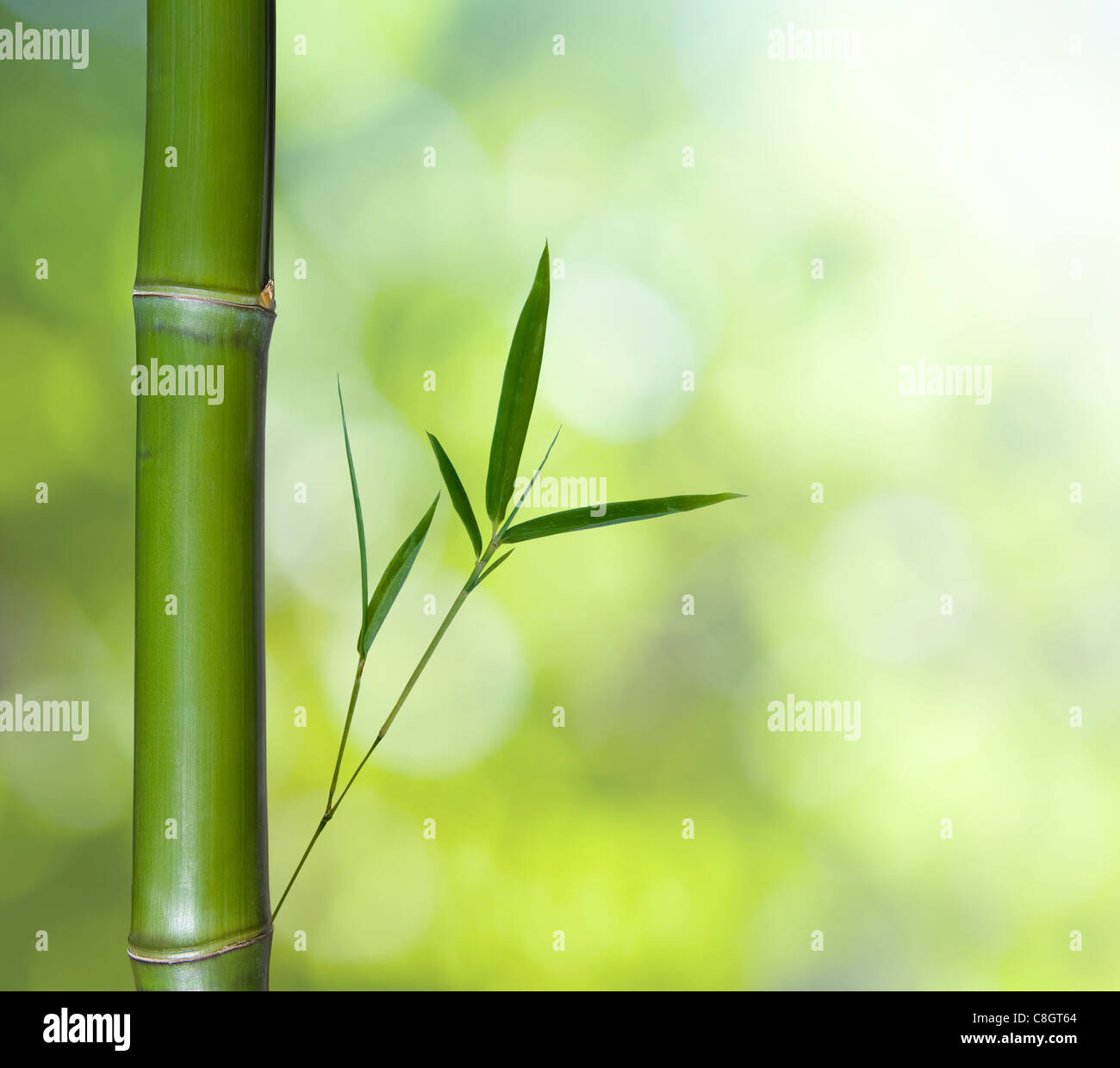 natural green background with selective focus Stock Photo - Alamy
