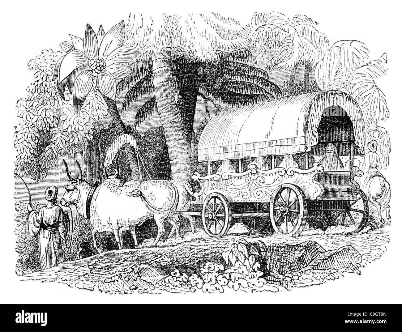 Araba Turkish arba aroba carriage cabriolet coach wagon cart oxen ...